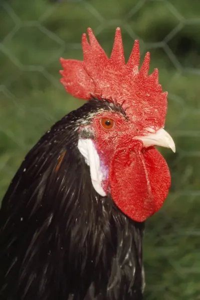 Ancona Chickens