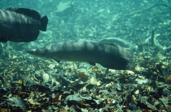 Dehiwala Zoo Fish