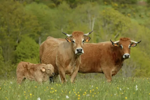 Print Of Legs Of An Aubrac Breed Cow And Its Calfs Are Pictured In A