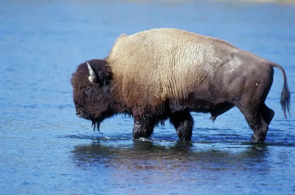 Yellowstone Bison Water American Buffalo Traffic Jams: Bison Of