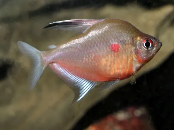 Bleeding Heart Tetra
