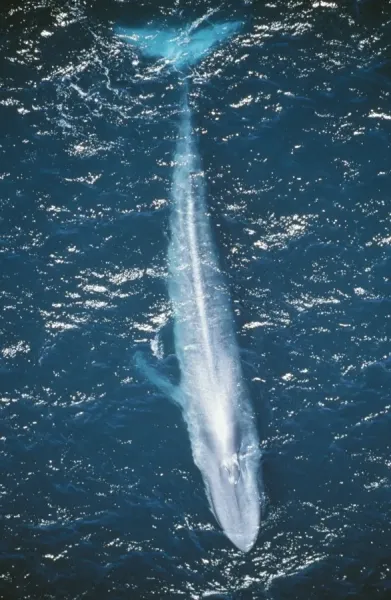 Blue Whale Print