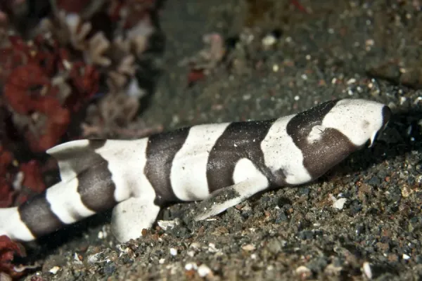 Baby Brown Banded Bamboo Shark
