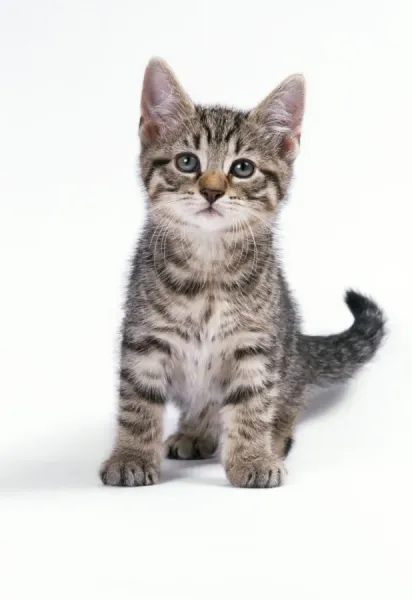 Baby Tabby Cats Leuk Tabby Katje — Stockfoto © EEI_Tony #61641545