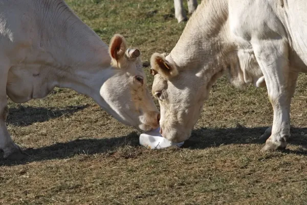 Just A Cow