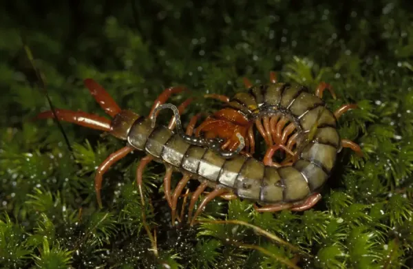 Beautiful Centipede Peruvian Giant Yellow Leg Centipede | The Great