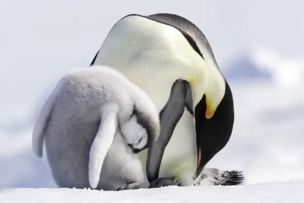 How Do Penguins Sleep
