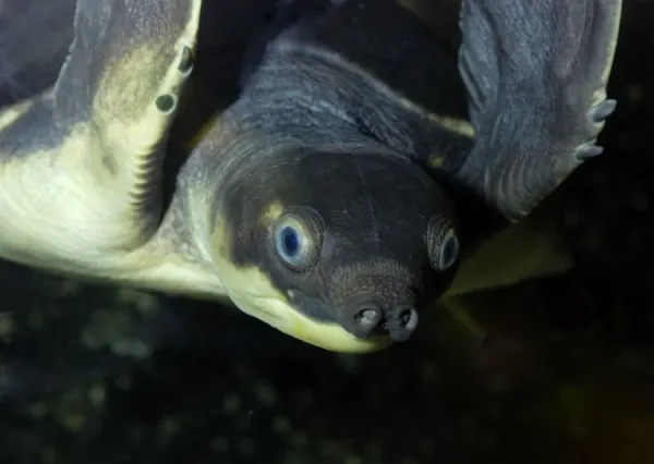 Fly Turtle