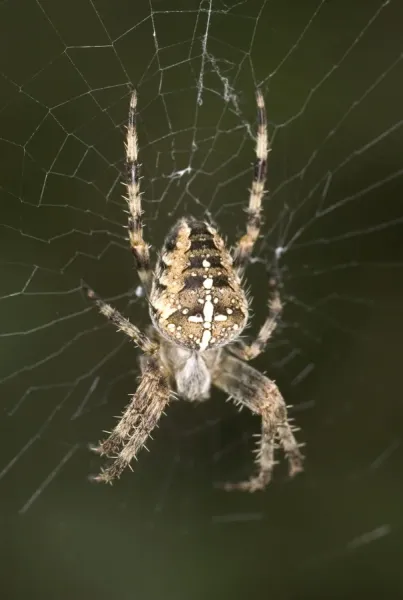 Female Garden Spider New Find: Joro Spider