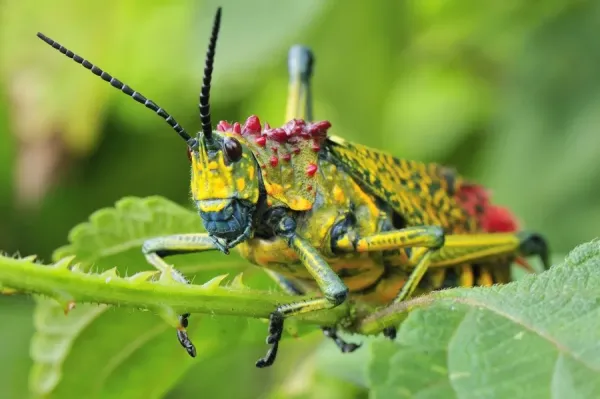 Giant Locust 110+ Giant South American Grasshopper Stock Photos,