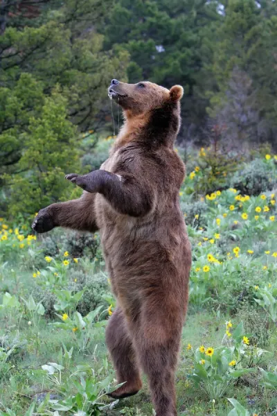 Grizzly Bear Standing On Hind Legs Bear Standing On Hind Legs