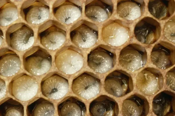 Bee Larvae New Beekeeper In Search Of Missing Swarm In Roberts Creek