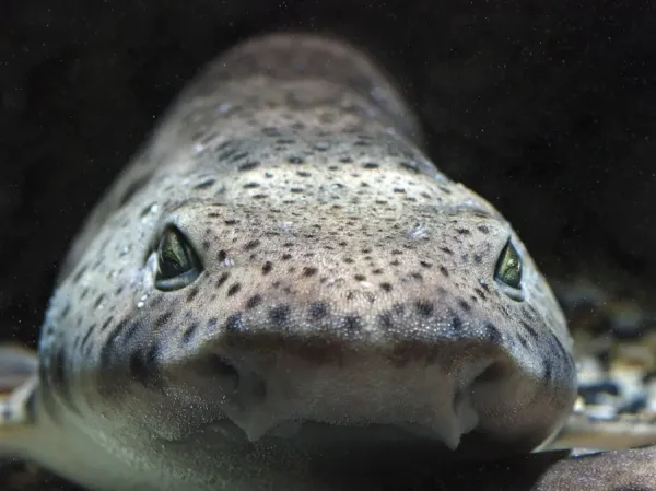 Saltwater Dogfish