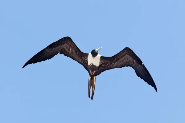 Female Frigate Bird