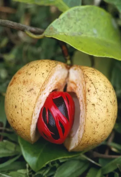 Nutmeg Plant Drawing Nutmeg Botanical Print, Nutmeg Botanical Art