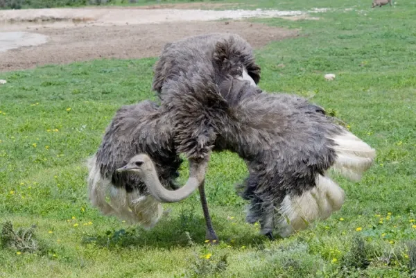 Ostrich Wings Spread