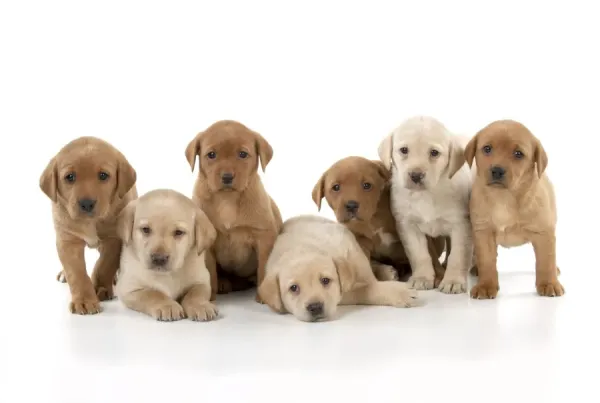 Yellow Lab Puppy 6 Weeks
