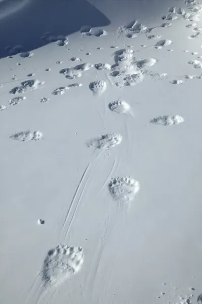 Polar Bear Tracks