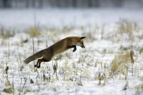Red Fox Hunting In Snow The Fox's Snow Dive: A Winter Hunt In Action