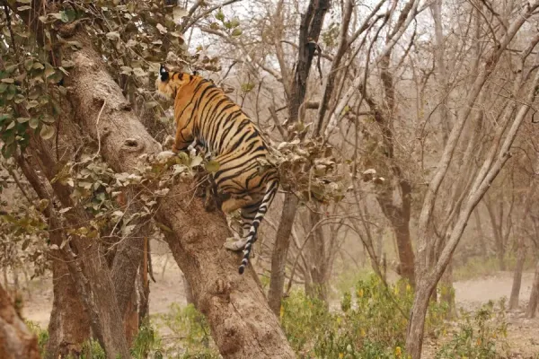 Tiger Climbing Up