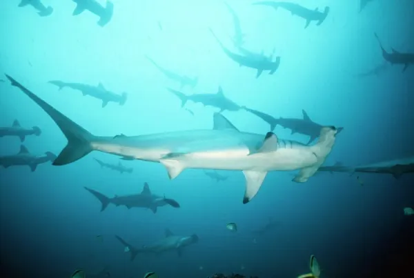 Hammerhead Shark Art