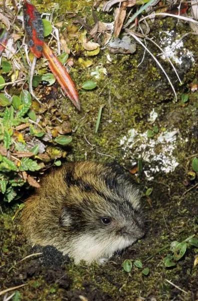 Siberian Lemming adult at the entrance of its burrow