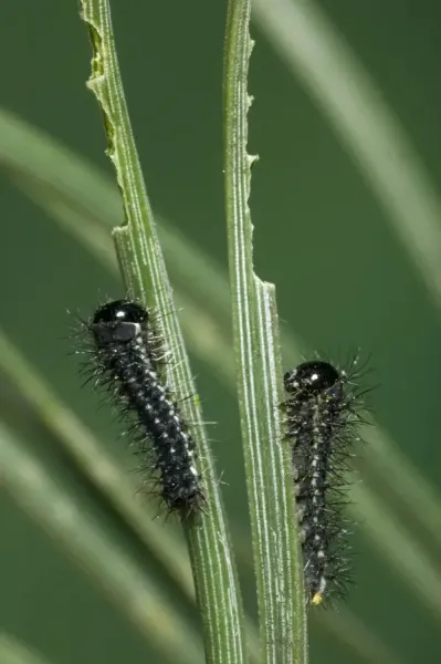 Spanish Moon Moth Caterpillar