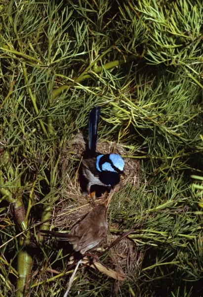 Wren Nest Male Marsh Wren Building One Of His Dummy Nests