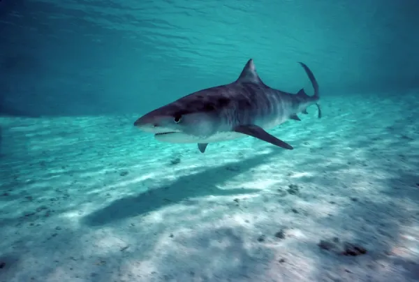 Shark In Shallow Water