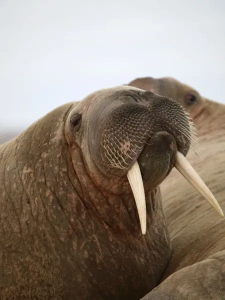 I Am The Walrus Wallpaper 10 Things You Didn't Know About "I Am The