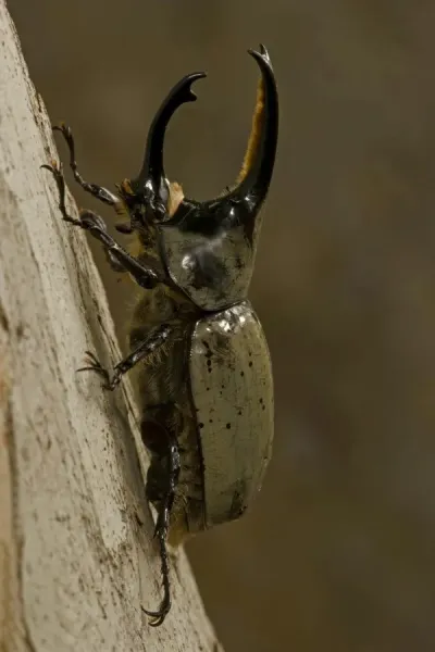 Western Hercules Beetle Western Hercules Beetle (Dynastes Grantii)