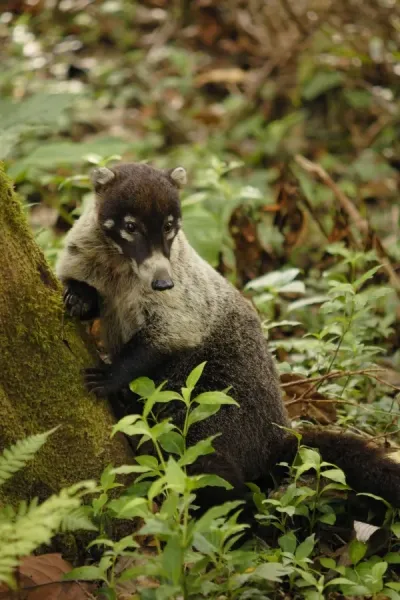 Coati Photo