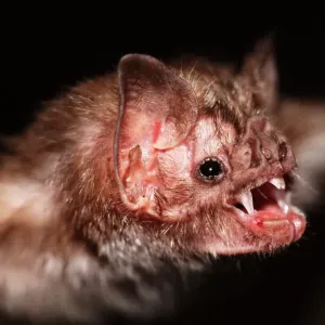 Vampire Bat Face That Face You Make When You're Hungry. When Bats