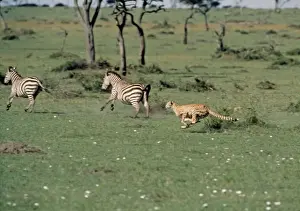 Cheetah Chasing Zebra 490+ Cheetah Chasing Prey Stock Photos, Pictures